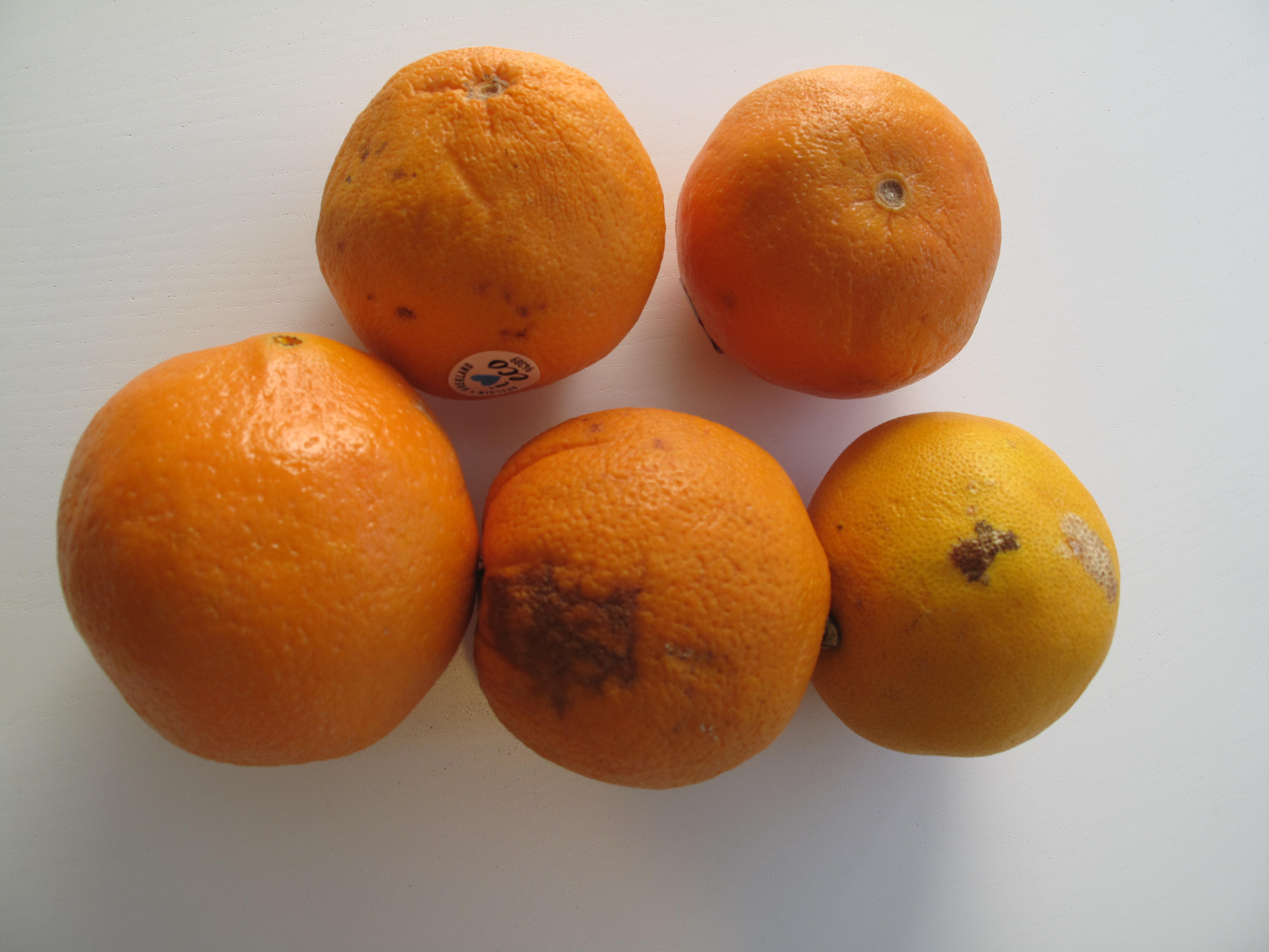 Perfekta apelsiner | Dumpstringslyx