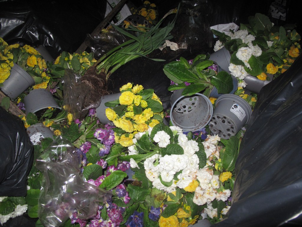 Även blomsterbutiker | Dumpstringslyx