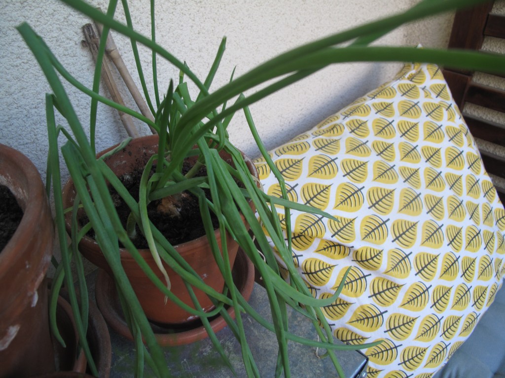 Salladslök | Dumpstringslyx