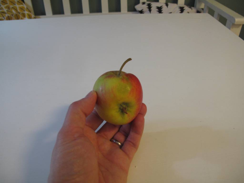 Snett äppelsvinn | Dumpstringslyx