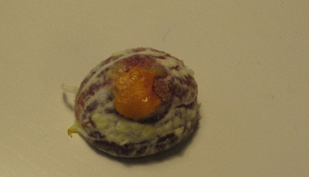 Delvis räddad apelsin | Dumpstringslyx